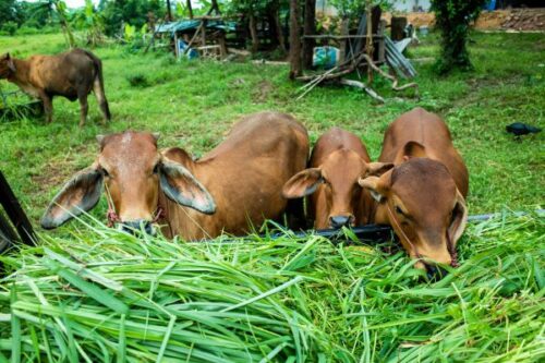Fresh Dairy Products Direct from Our Farm | Amulya Farms